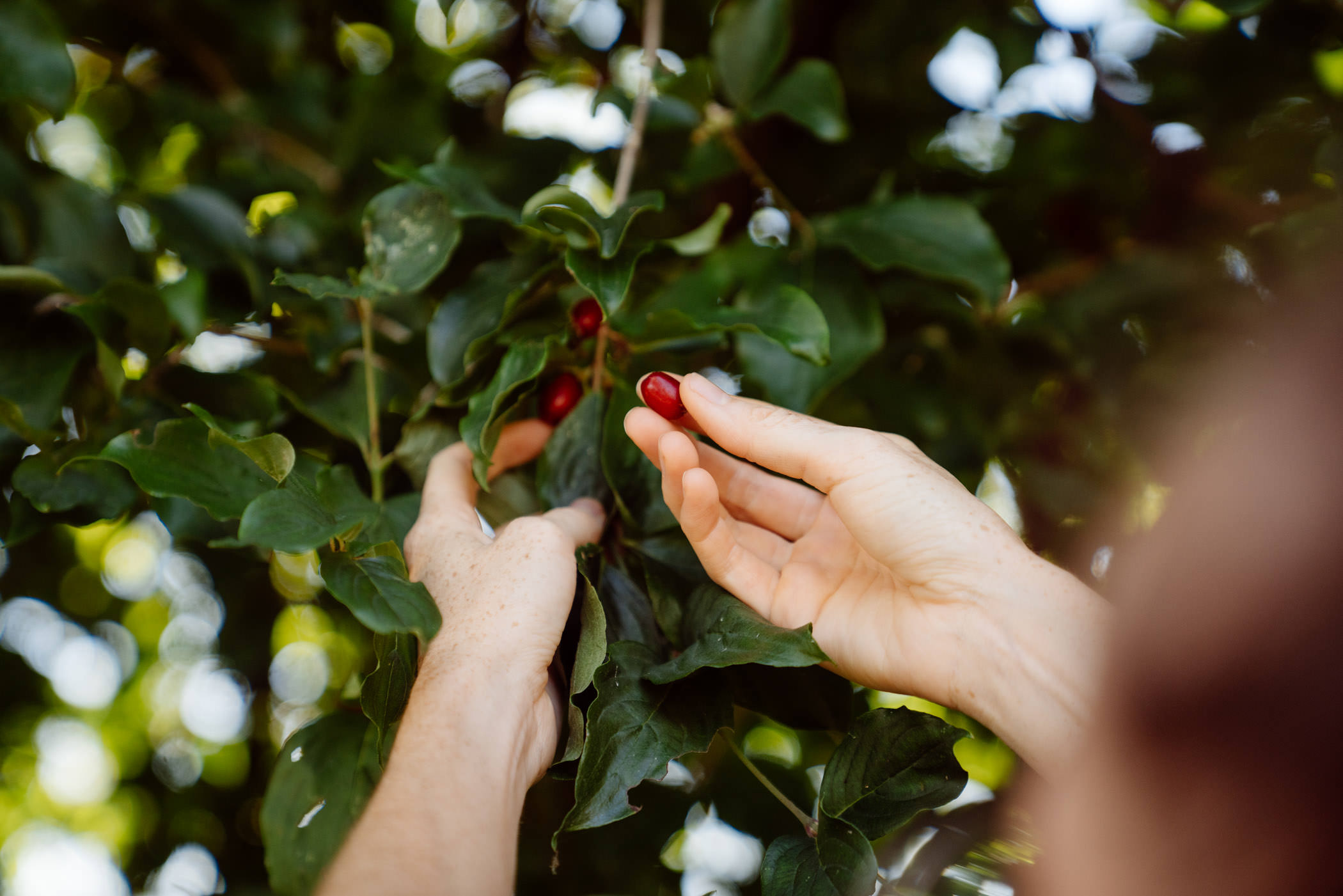 Kornelkirsche erkennen & verwenden – Tipps zur Ernte, Verarbeitung ...