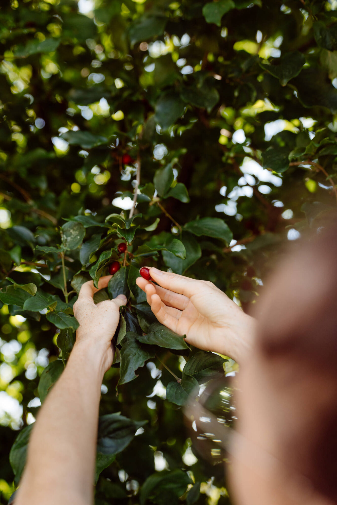 Kornelkirsche erkennen & verwenden – Tipps zur Ernte, Verarbeitung ...